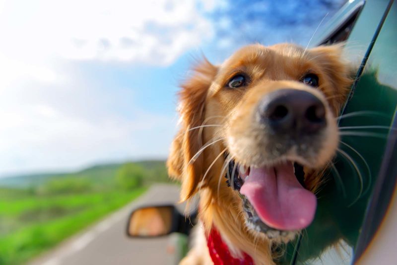 Get In Touch - Alliance Animal Health