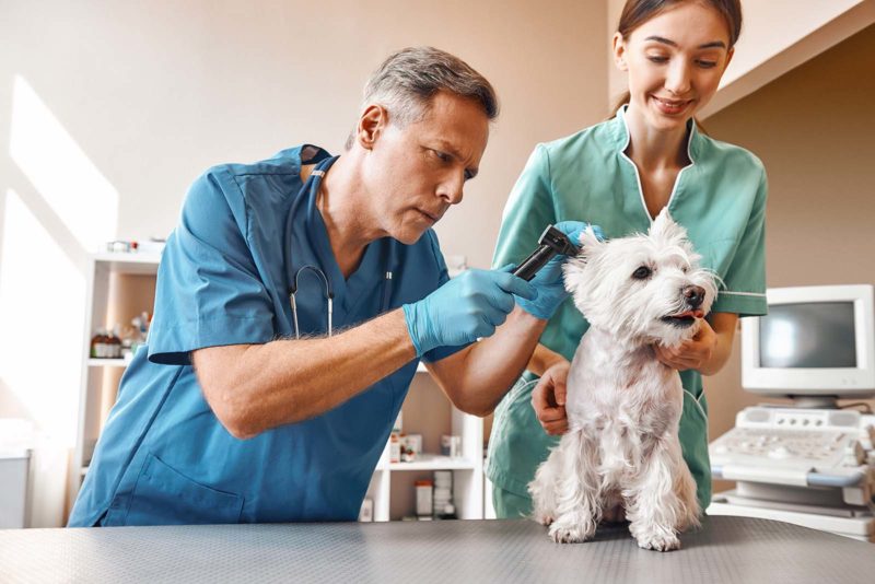 Why Partner - Alliance Animal Health