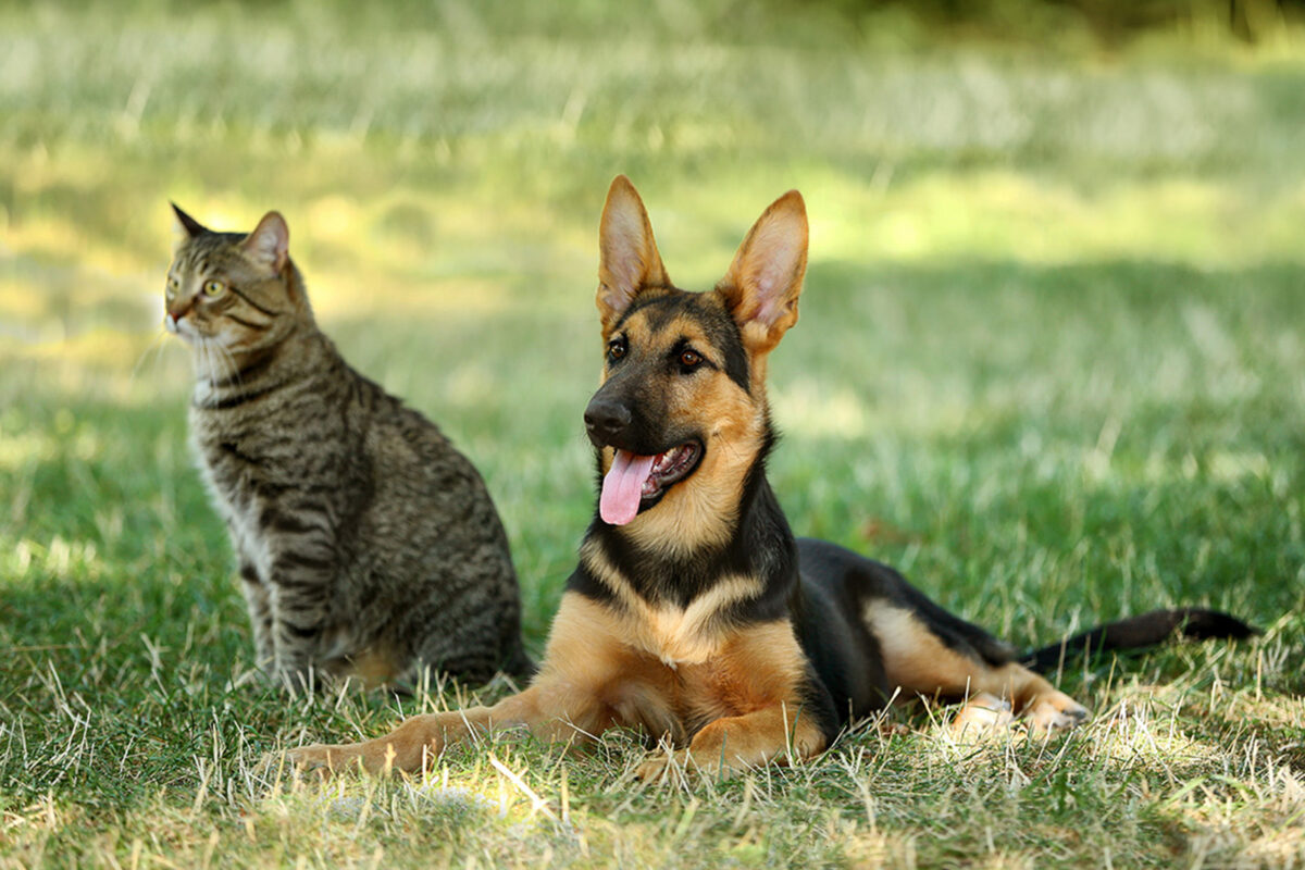 Operations - Alliance Animal Health