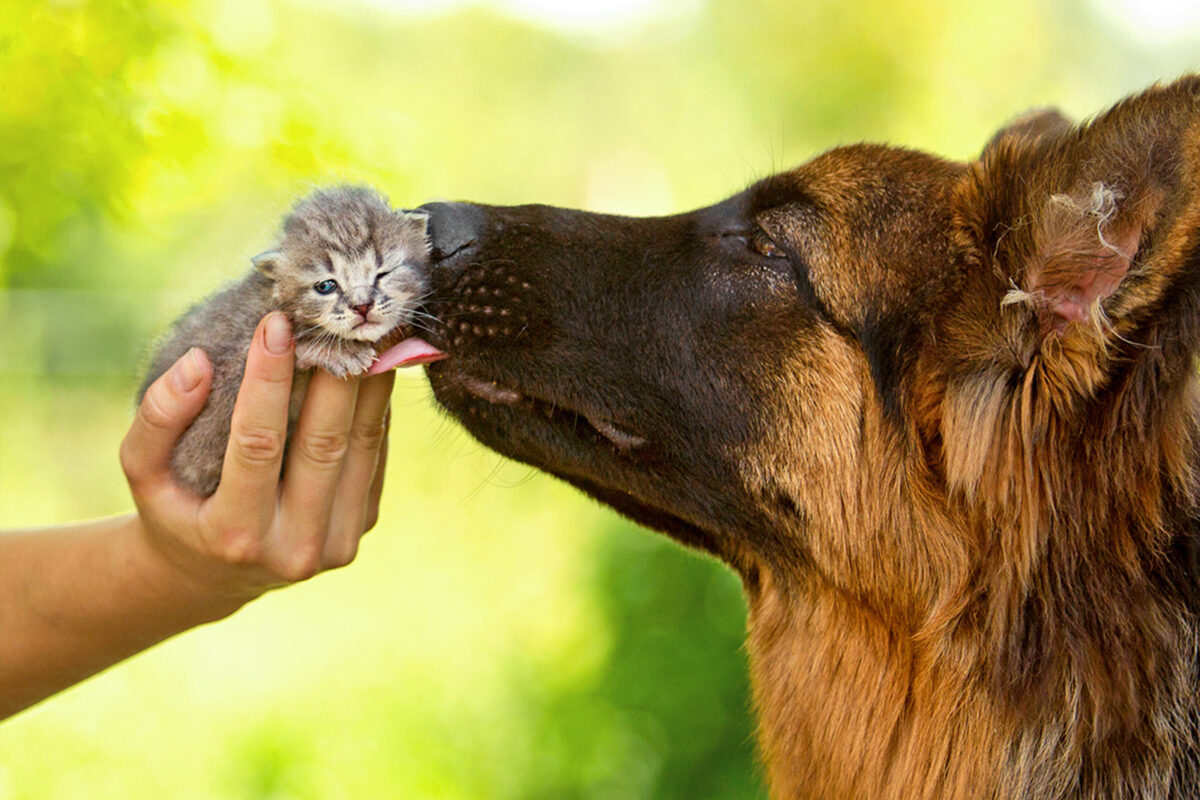 Operations - Alliance Animal Health