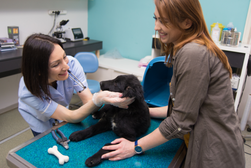 Alliance Academy - Alliance Animal Health