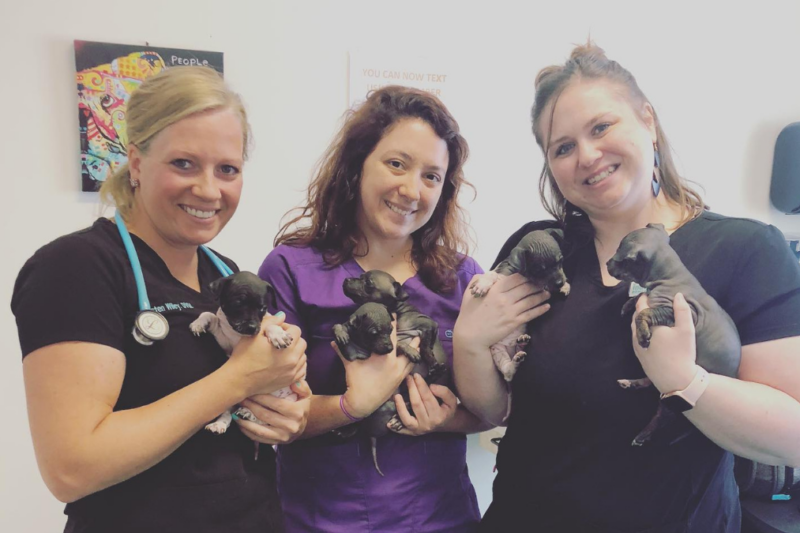 Ownership - Alliance Animal Health